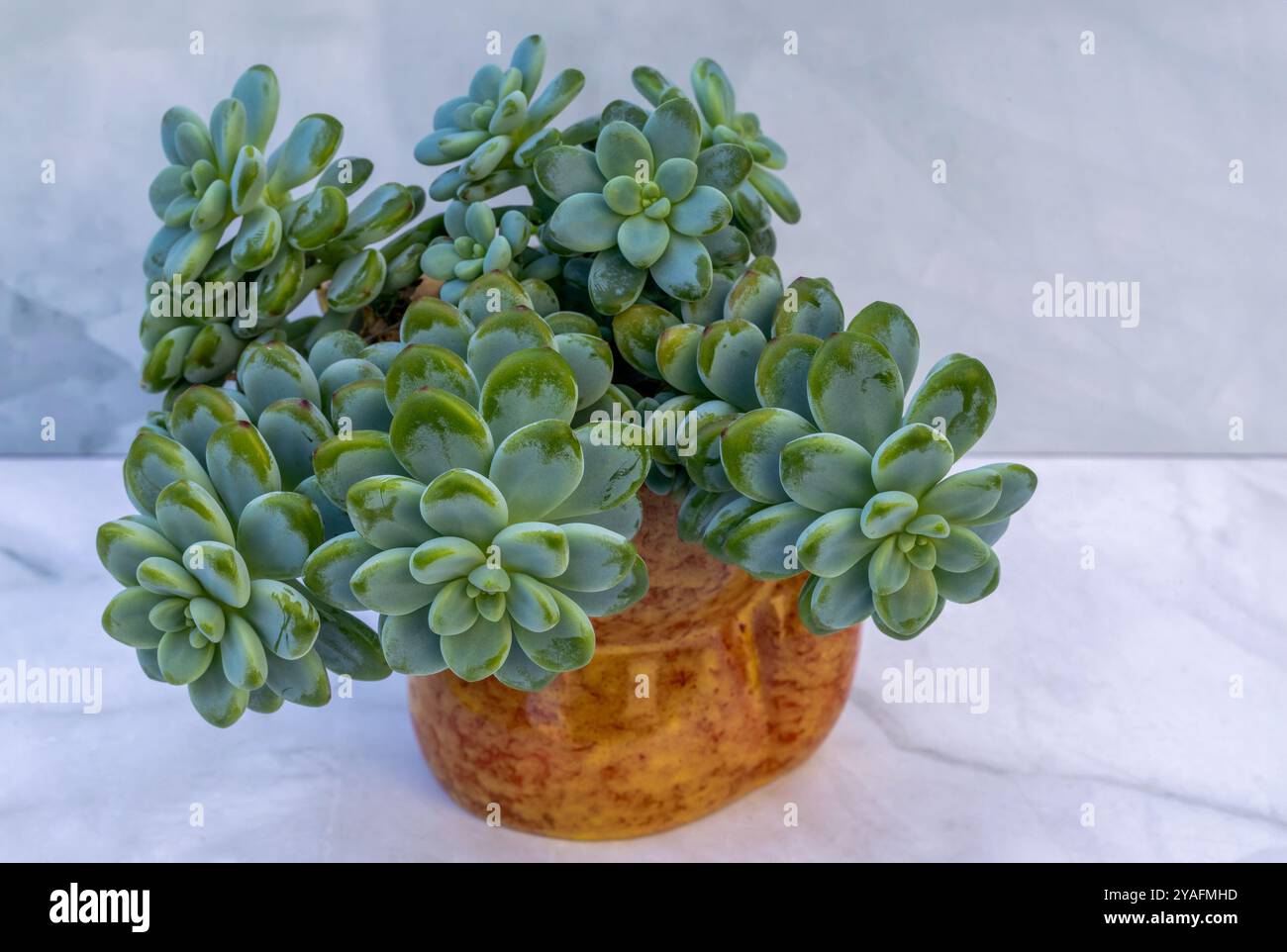 Indoor plant Sedum Clavifolius in a foxy pot Stock Photo - Alamy