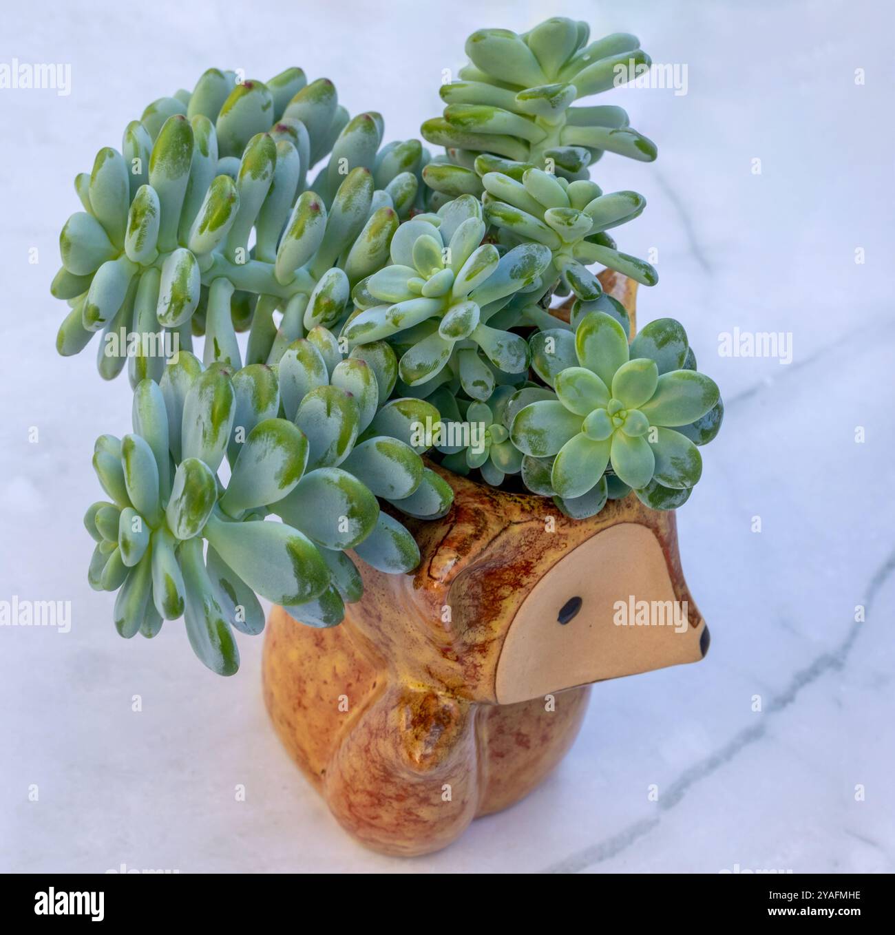Indoor plant Sedum Clavifolius in a foxy pot Stock Photo - Alamy