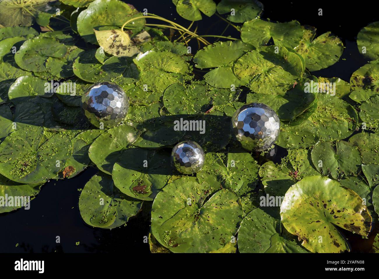 Three silver balls lying on water lily pads, Germany, Europe Stock ...