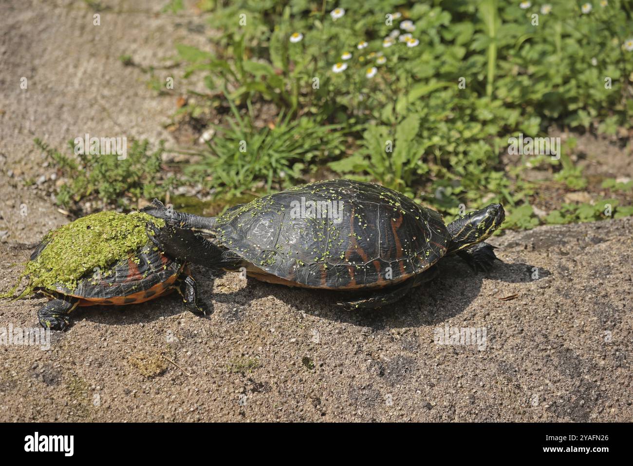 Ornate tortoise (Trachemys scripta elegans Stock Photo - Alamy