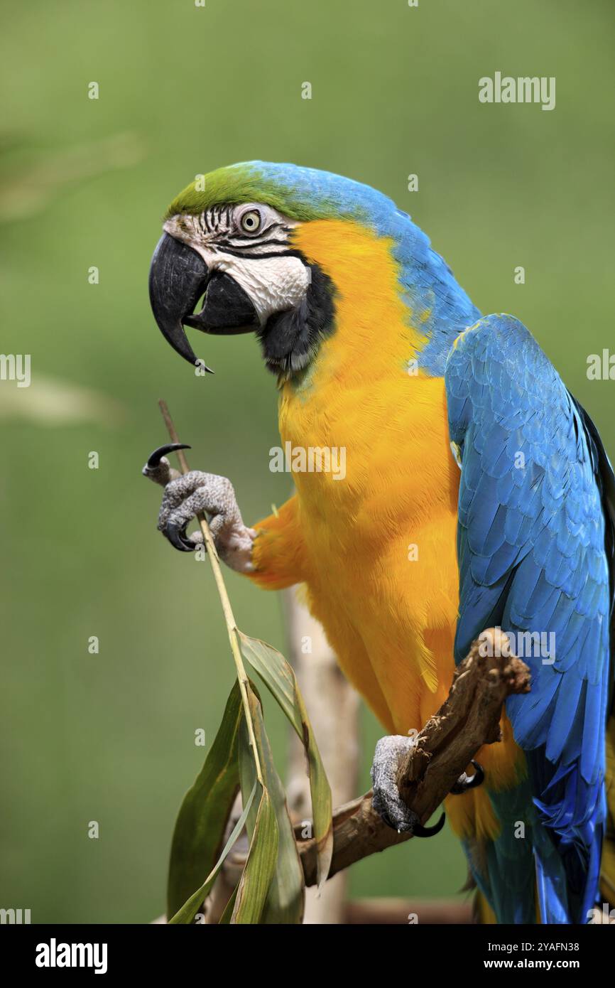 Yellow-breasted Macaw (Ara ararauna), Adult, portrait, Tree, Waiting ...