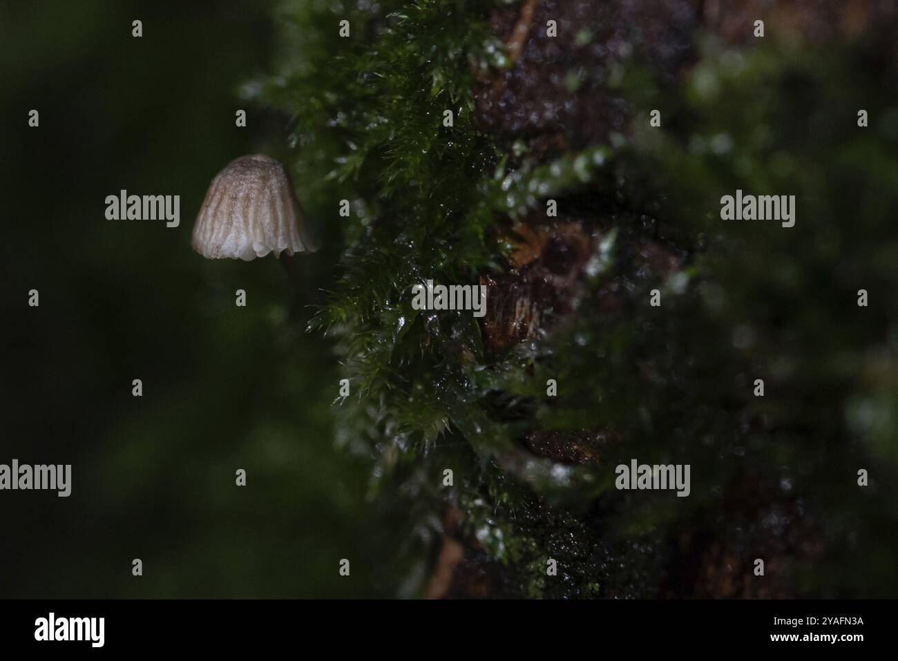 A fungus a few millimetres in size grows on a tree trunk covered with ...