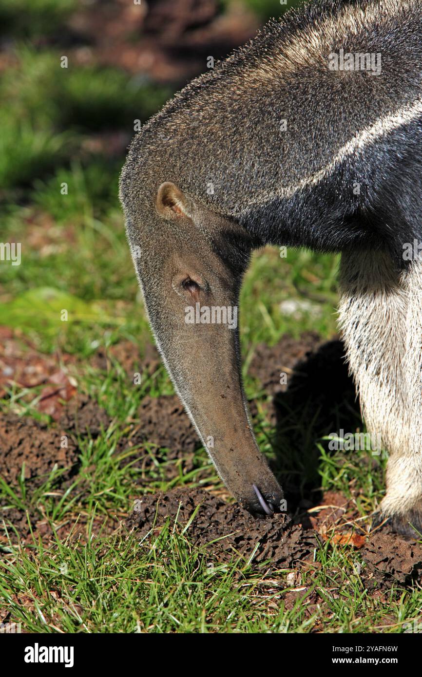 Giant anteater (Myrmecophaga tridactyla), adult, feeding, termites ...