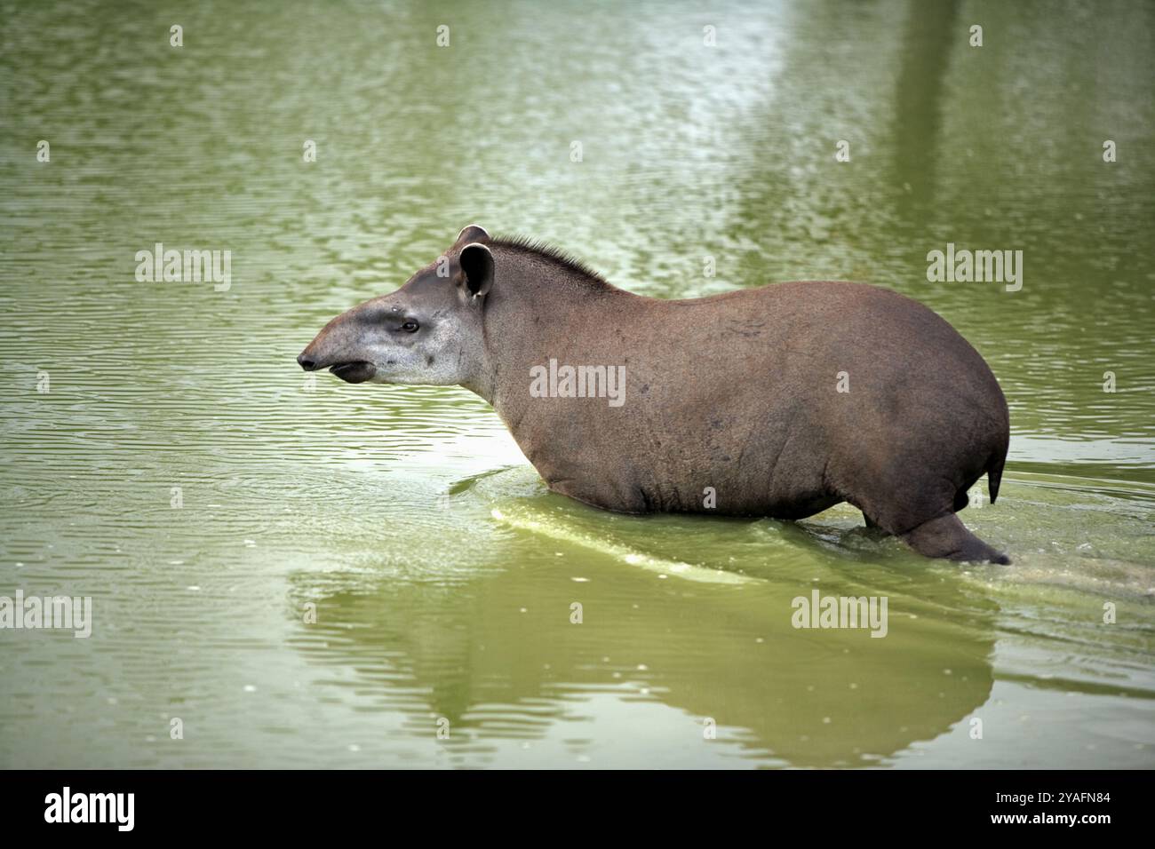Lowland tapir (Tapirus terrestris), adlut, water, Pantanal, Brazil ...