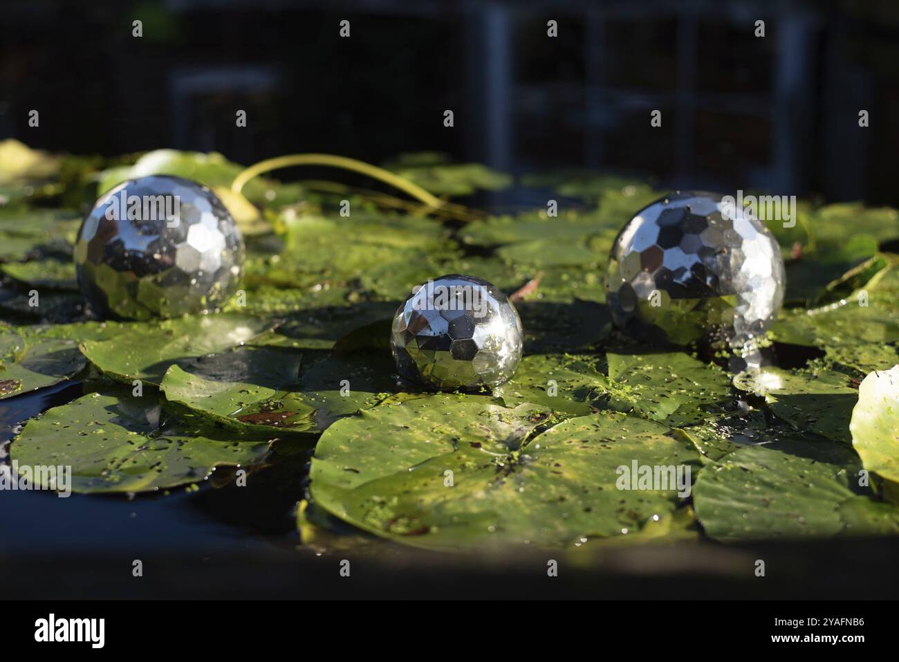 Three silver balls lying on water lily pads, Germany, Europe Stock ...