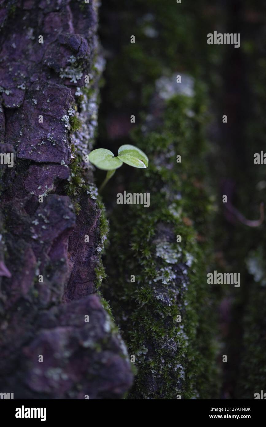 A leaf a few millimetres in size growing on a tree trunk, macro ...