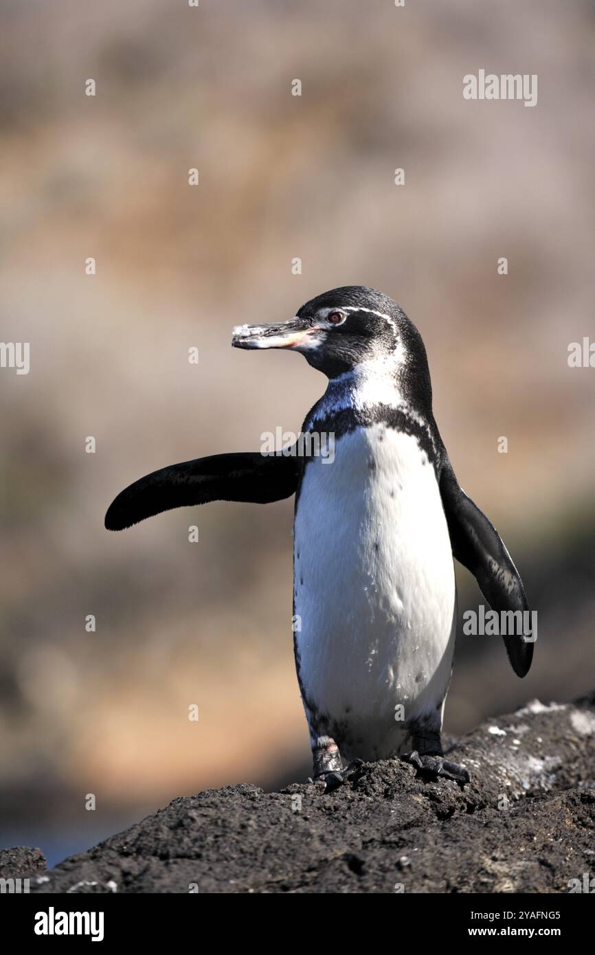 Galapagos Penguin (Sphenicus mendiculus), adult, water, rocks, sea ...