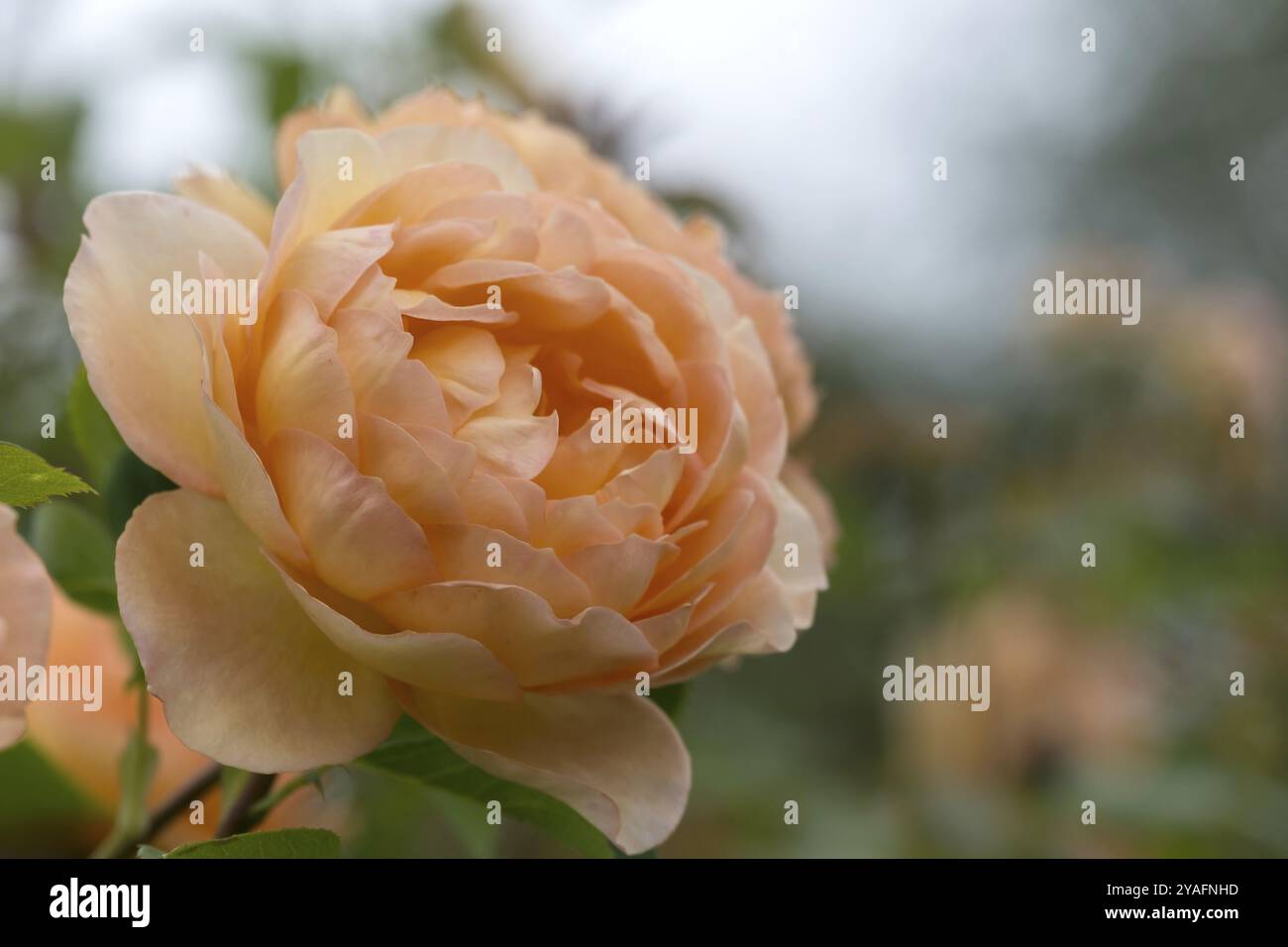 Rosa designs hi-res stock photography and images - Alamy