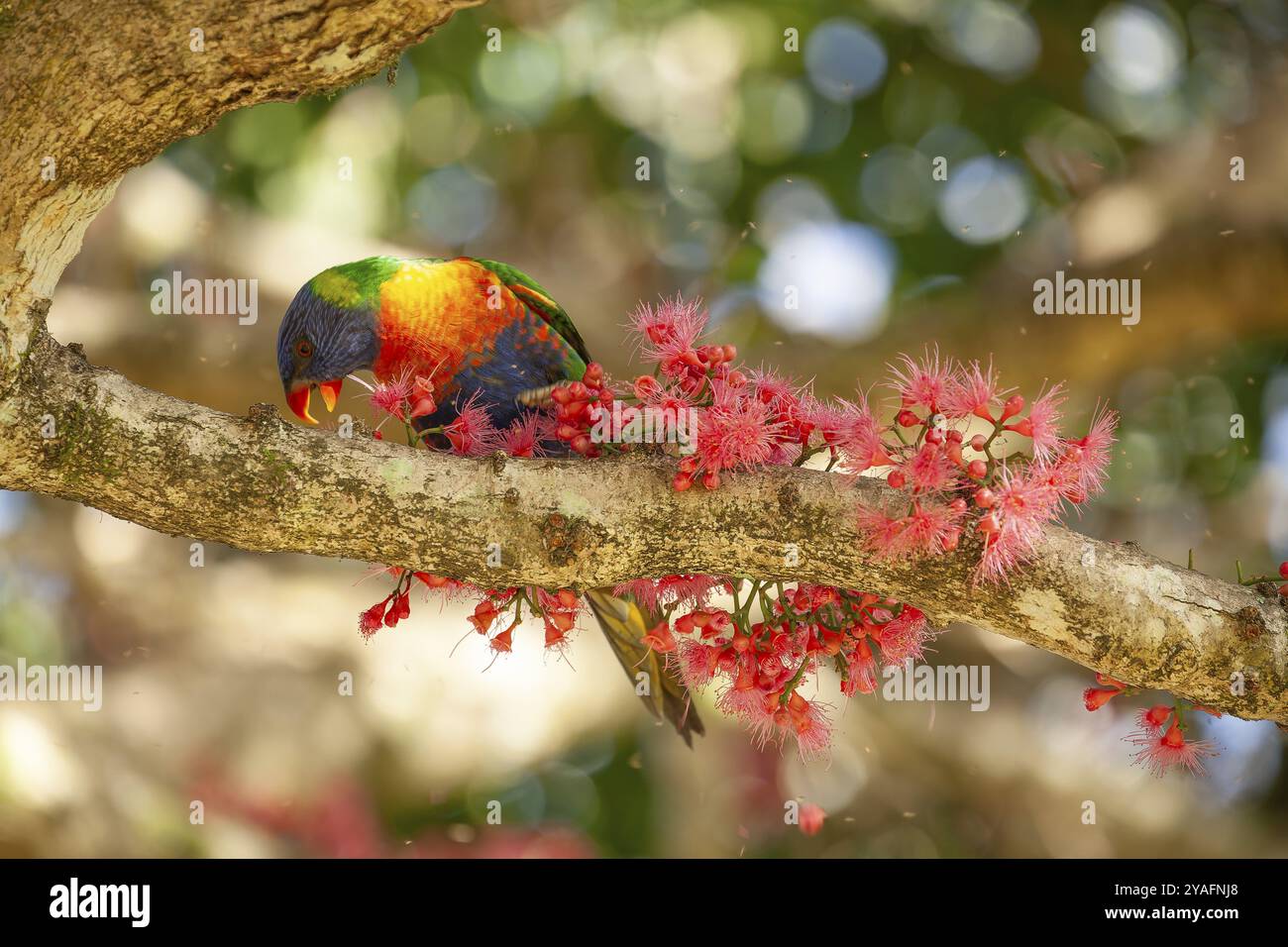 Rainbow lorikeet eating flowers of a sub-tropical rainforest tree ...