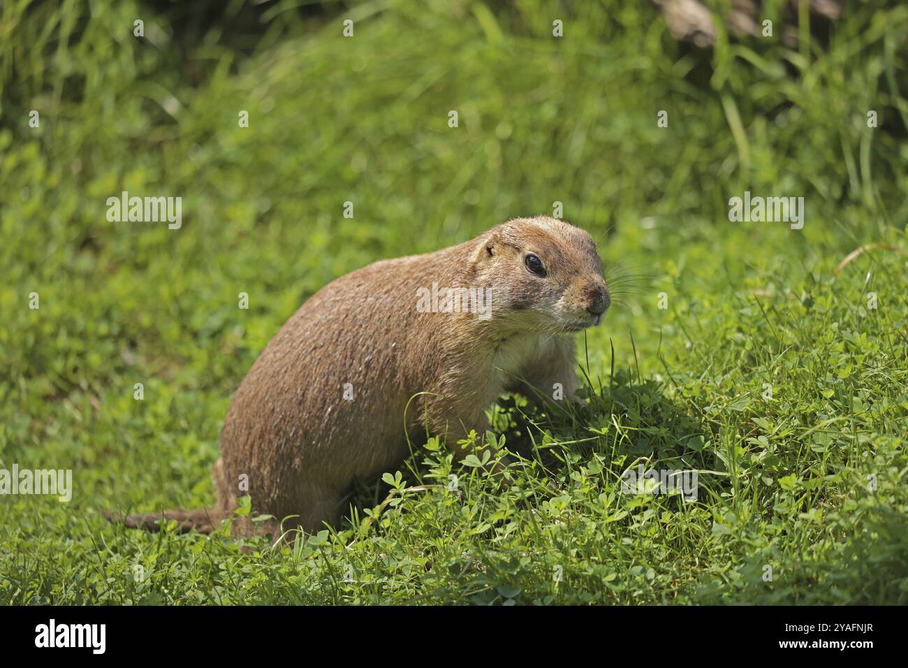 Black-tailed prairie dog (Cynomys ludovicianus), captive Stock Photo ...