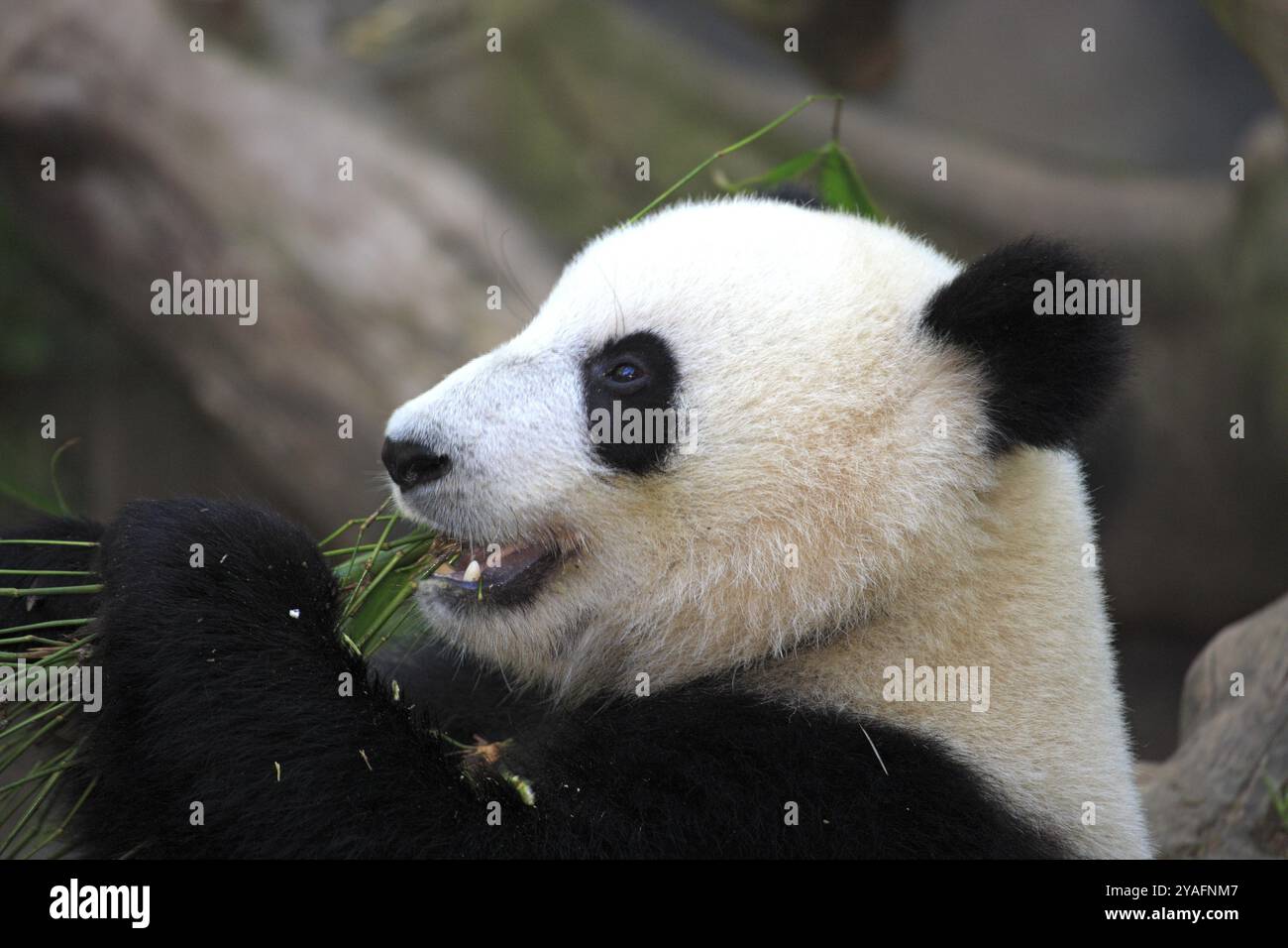 Giant Panda (Ailuropoda melanoleuca), adult, portrait, feeding, China ...