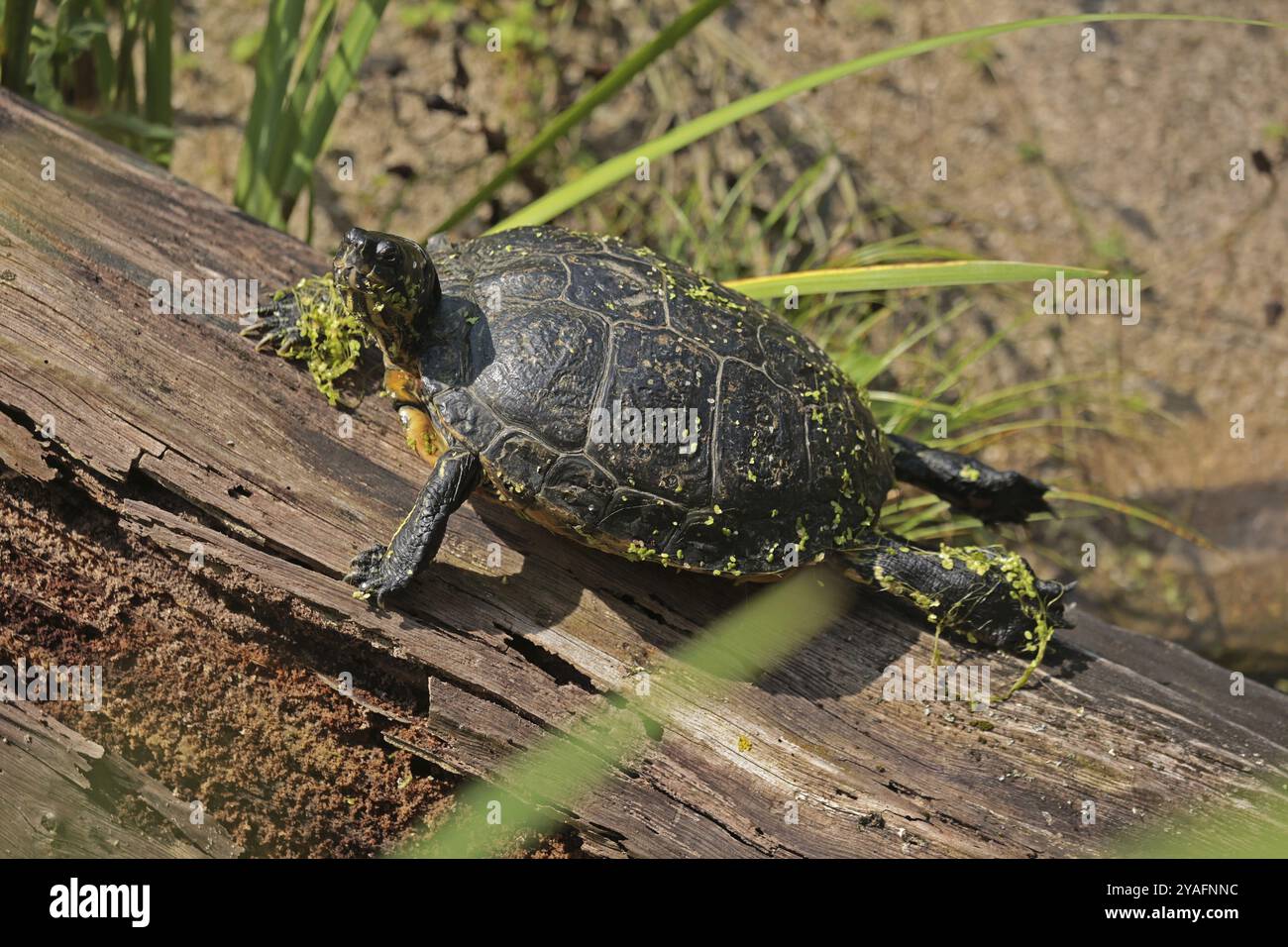 Ornate tortoise (Trachemys scripta elegans Stock Photo - Alamy
