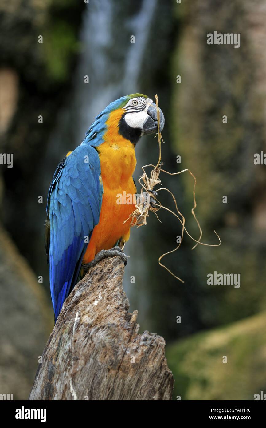 Yellow-breasted Macaw (Ara ararauna), Adult, portrait, Tree, Waiting ...