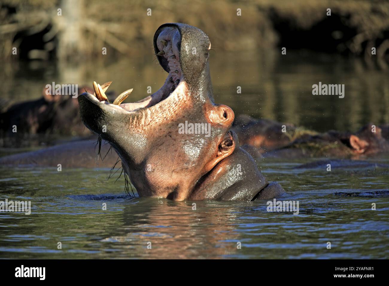 Hippopotamus (Hippopatamus amphibius), male, yawning, threatening ...