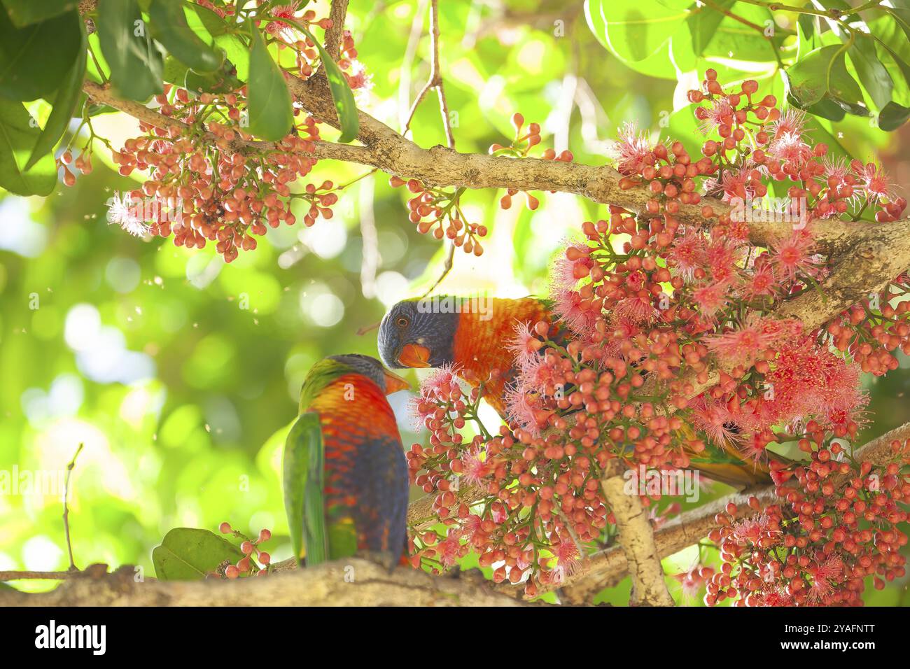 Rainbow lorises eating flowers of a sub-tropical rainforest tree ...