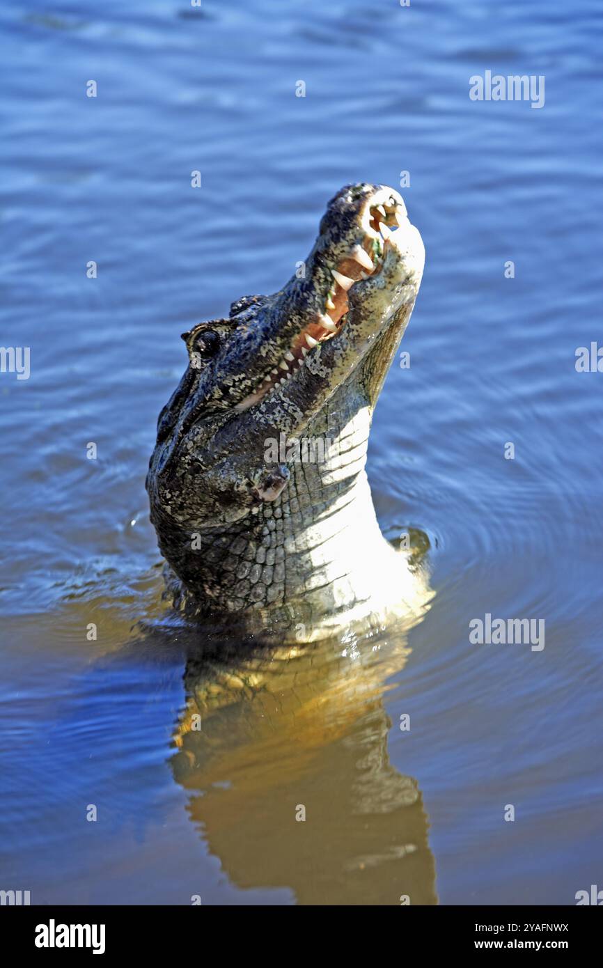 Spectacled caiman (Caiman yacare), adult, swimming, water, portrait ...
