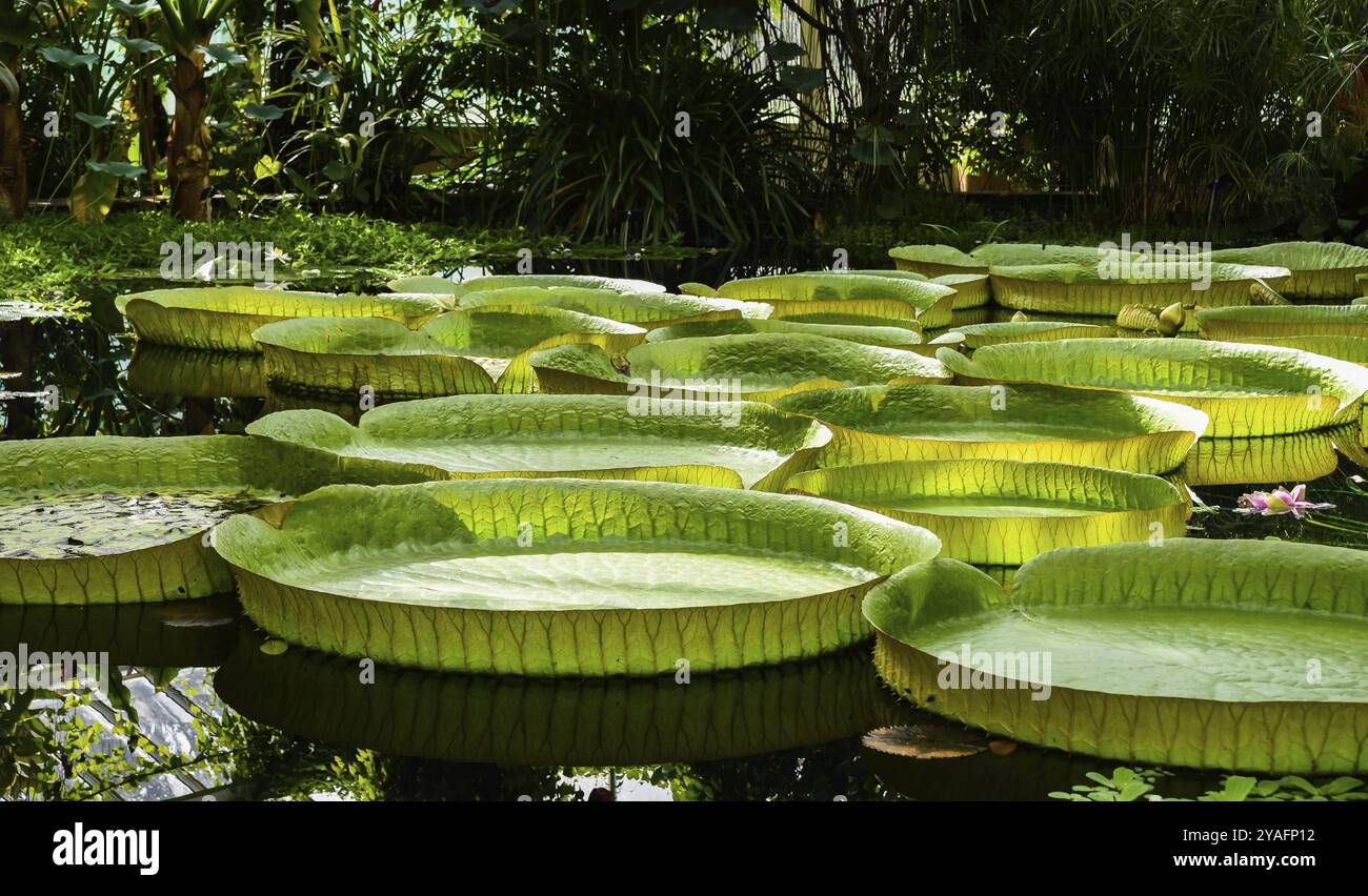 Argentina giant lily hi-res stock photography and images - Alamy