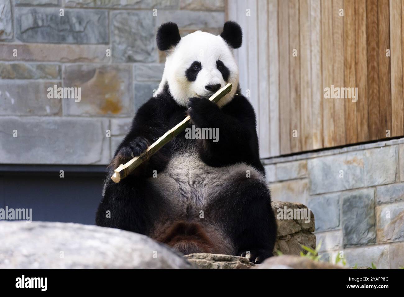 Giant Panda in a zoo environment in Australia Stock Photo - Alamy