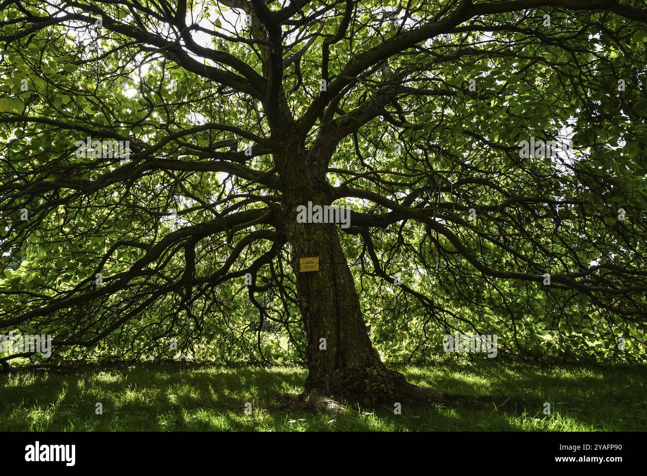 Large catalpa tree standing in the national botanic garden of Belgium ...