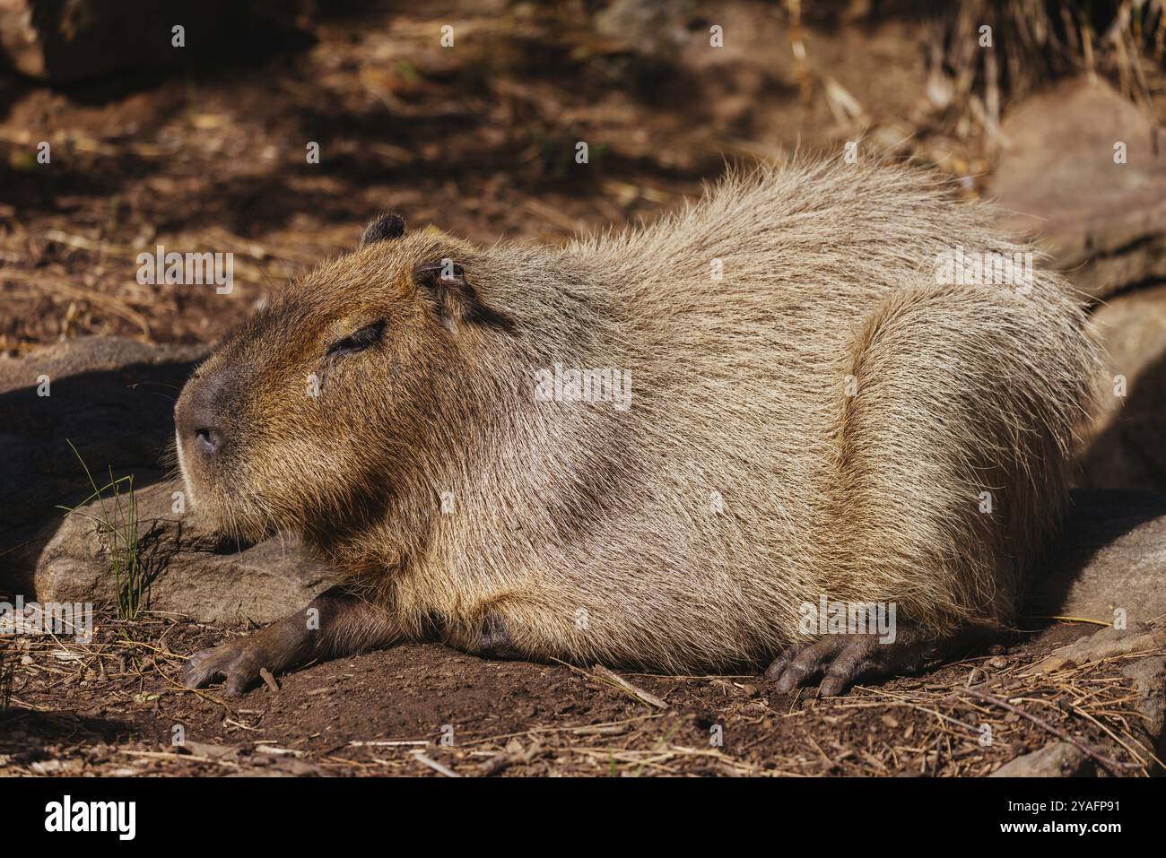 Capybara in a Zoo in Australia Stock Photo - Alamy