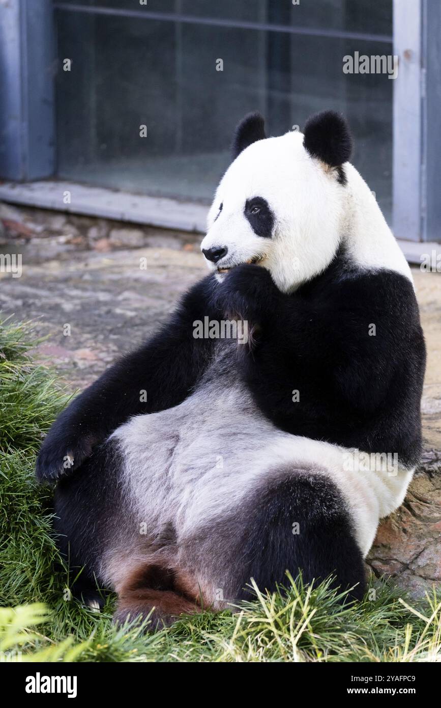 Giant Panda in a zoo environment in Australia Stock Photo - Alamy