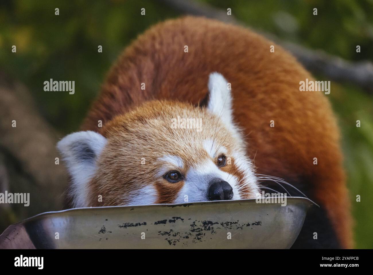 An inquisitive red panda in a zoo in Australia Stock Photo - Alamy