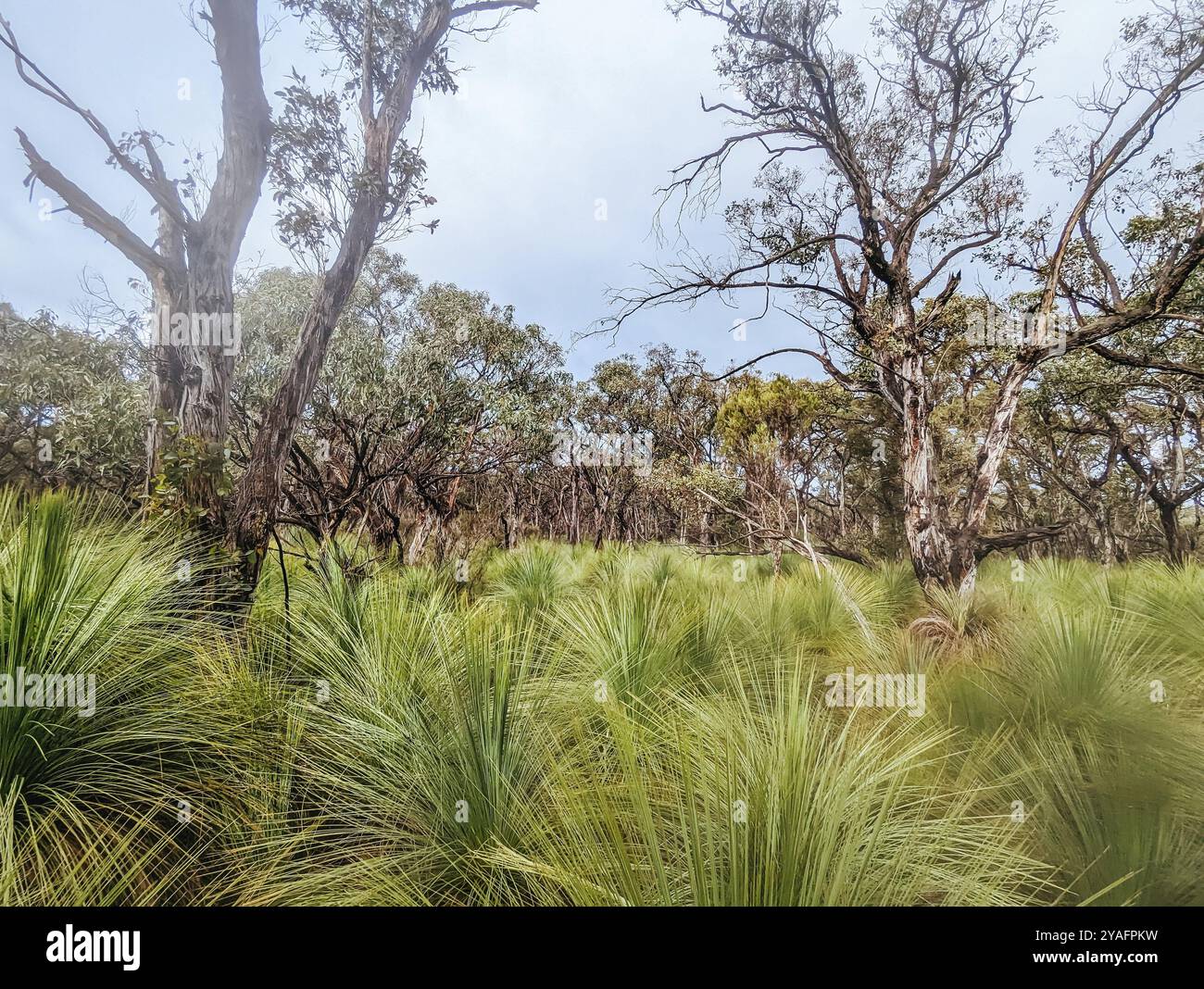 The popular Anglesea mountain bike park near Eumeralla Scout Camp in ...