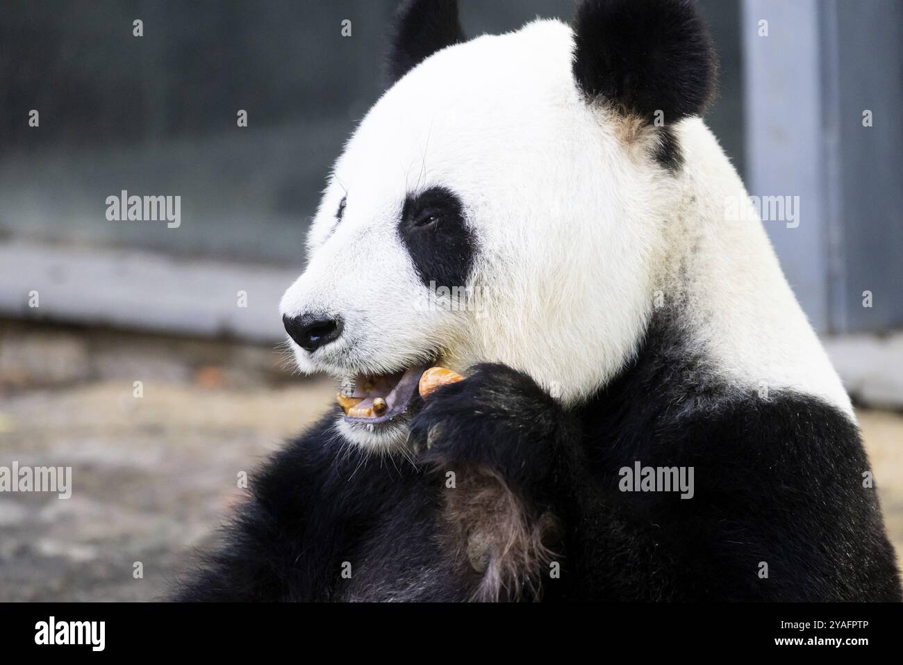 Giant Panda in a zoo environment in Australia Stock Photo - Alamy