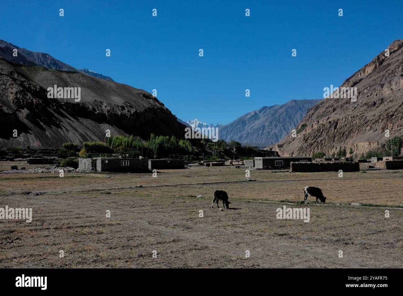 Traditional homes and wheat fields in the remote Shimshal Valley ...