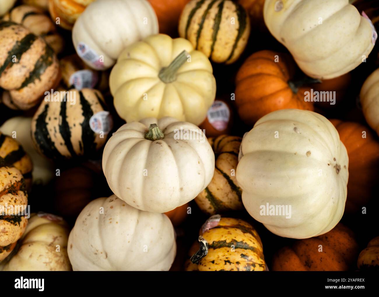 Colorful mini pumpkins hi-res stock photography and images - Alamy