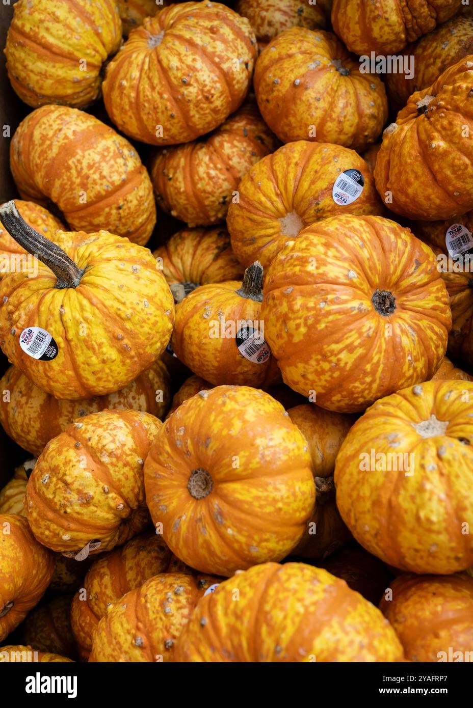 Small big pumpkins hi-res stock photography and images - Alamy