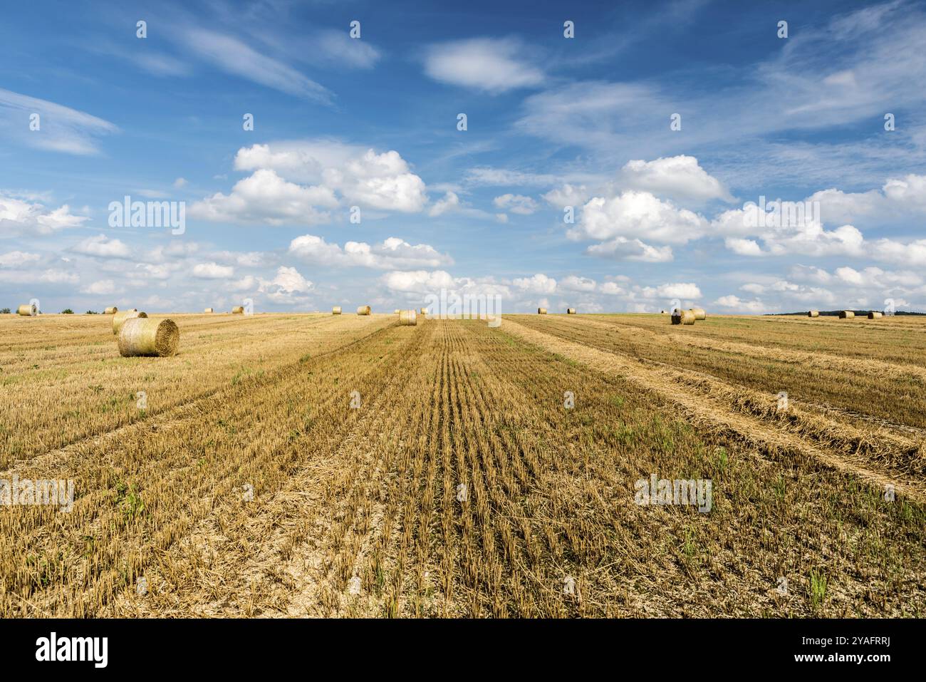 Yellow wheat fields and green surroundings on rural farmland in Germany ...
