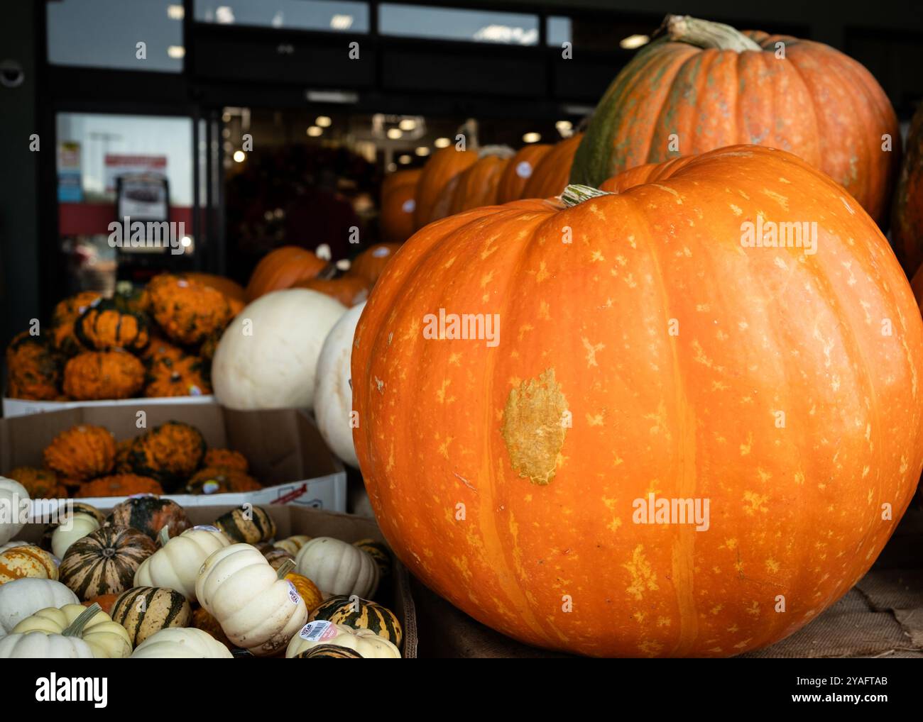 Small big pumpkins hi-res stock photography and images - Alamy
