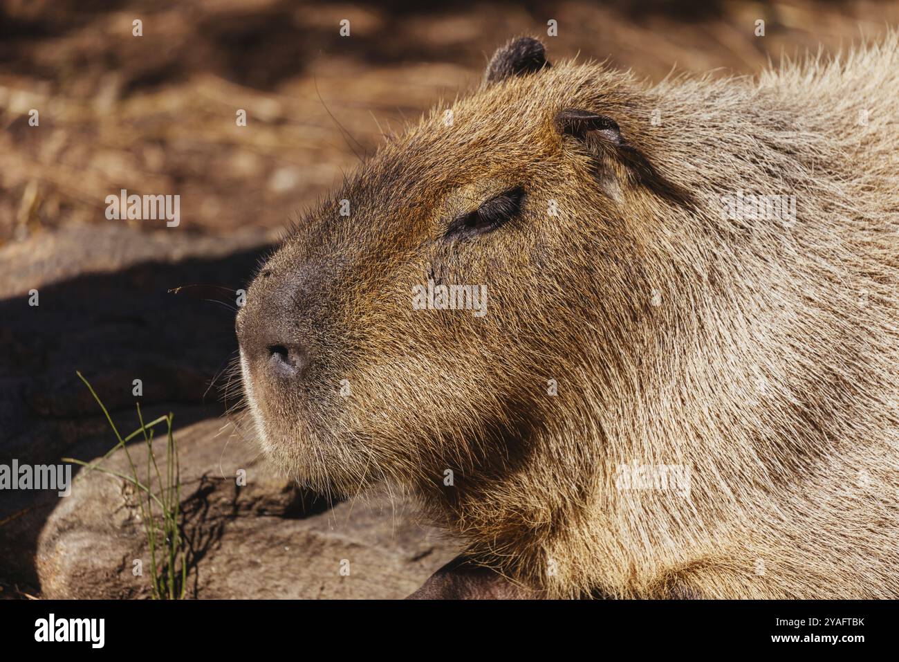 Capybara in a Zoo in Australia Stock Photo - Alamy