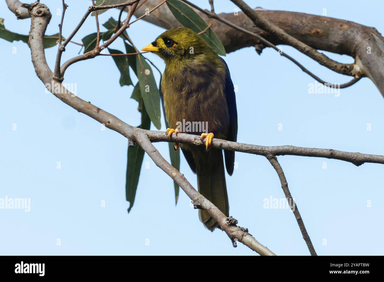 Bell Miner, or Bellbird, spotted in the Royal Botanic Gardens Victoria ...