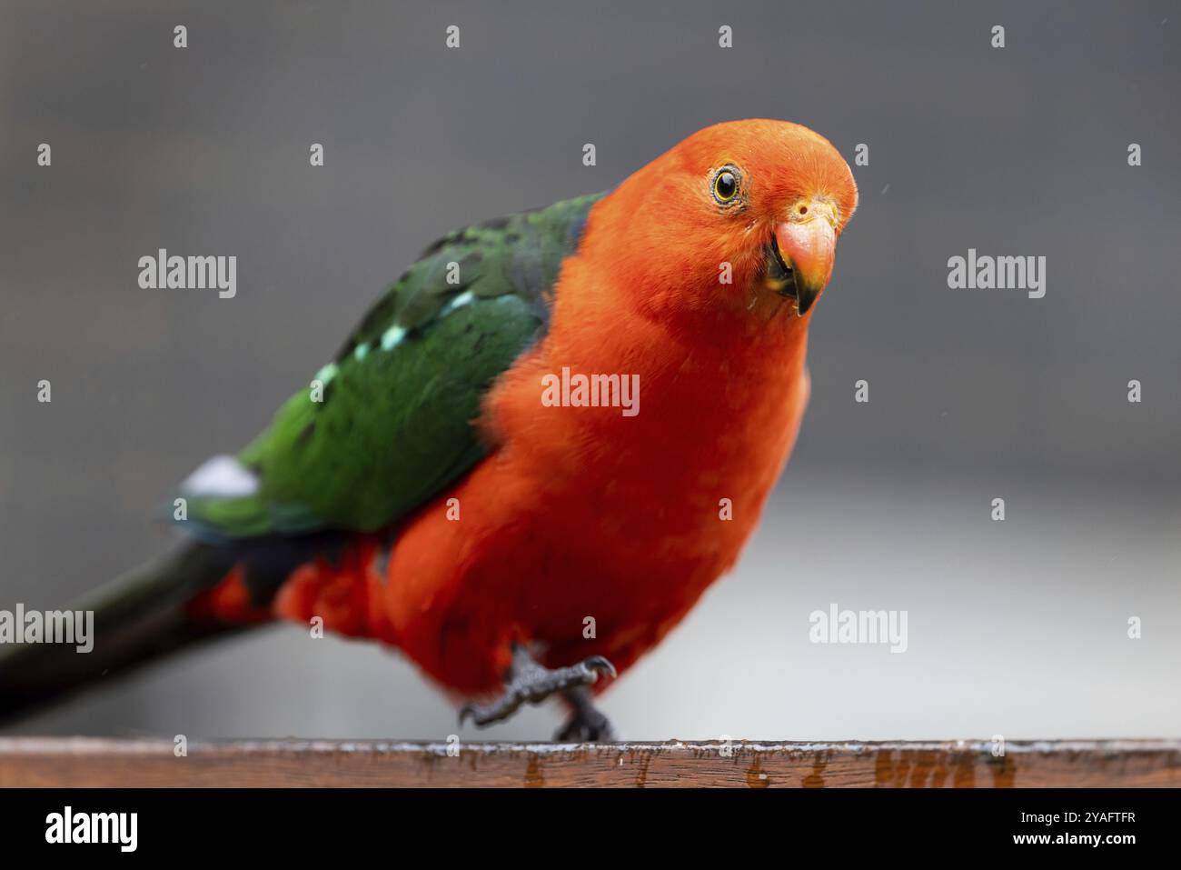 Australian king parrot fruit hi-res stock photography and images - Alamy
