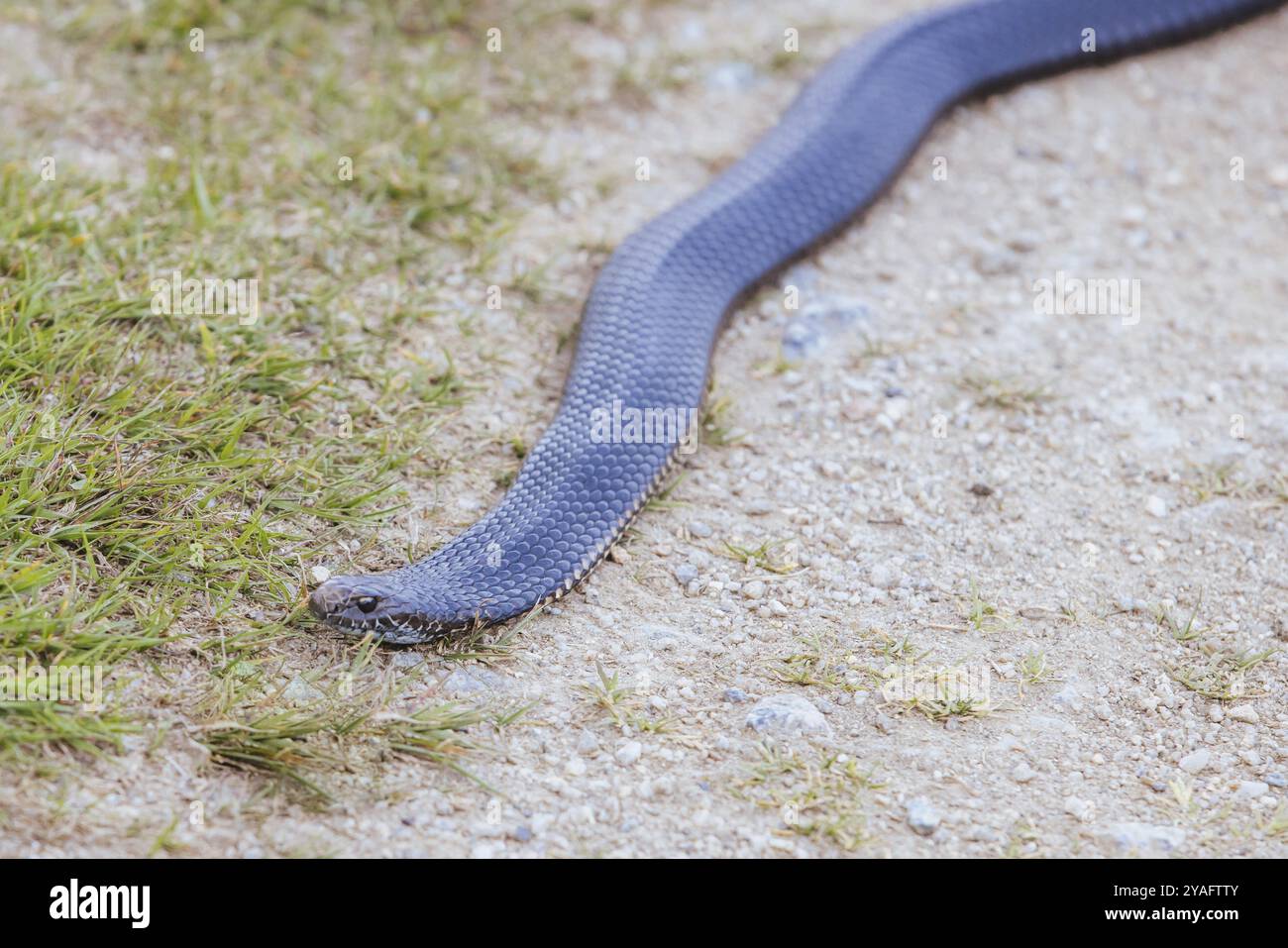 A Highlands Copperhead snake seen in summer on Cascades Trail at ...