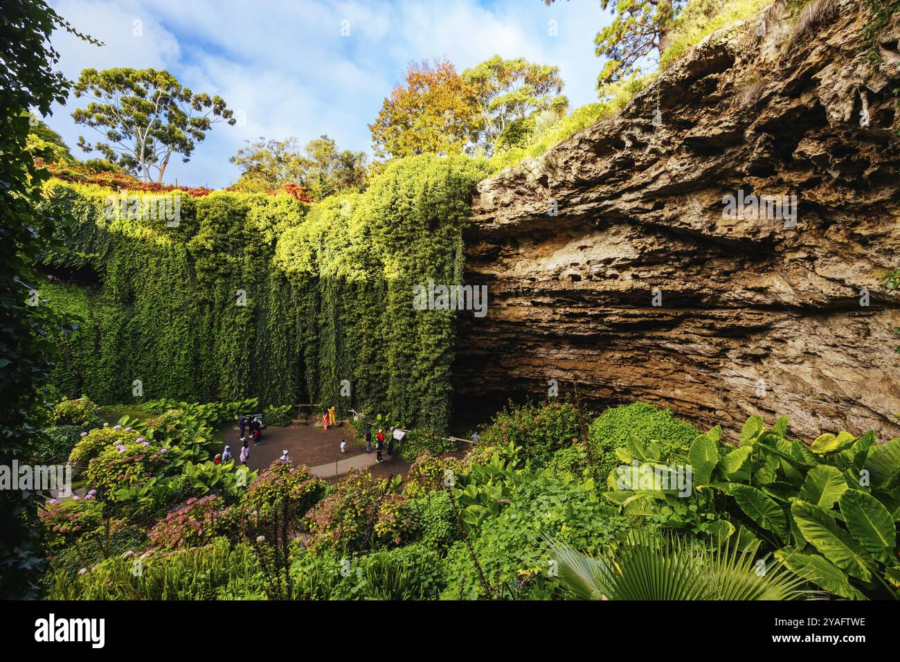 The iconic and popular Umpherston Cave Sinkhole in Mt Gambier in South ...