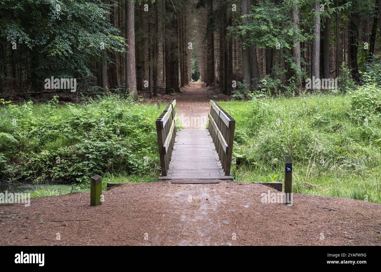 Wooden pathway in the woods of Fochterloo, The Netherlands, Europe ...