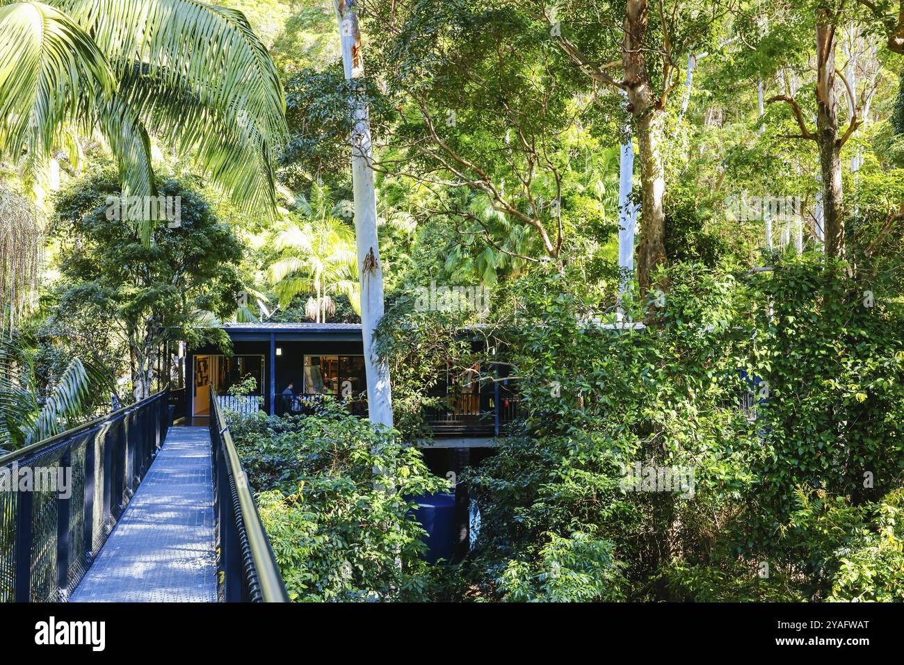 MT TAMBORINE, AUSTRALIA, JUL 30 2023: The stunning Tamborine Rainforest ...