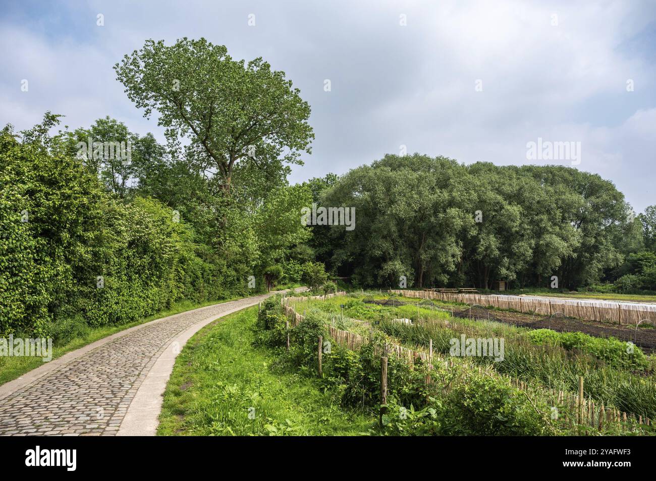 Bending cobble stone road through the park with allotment gardens ...