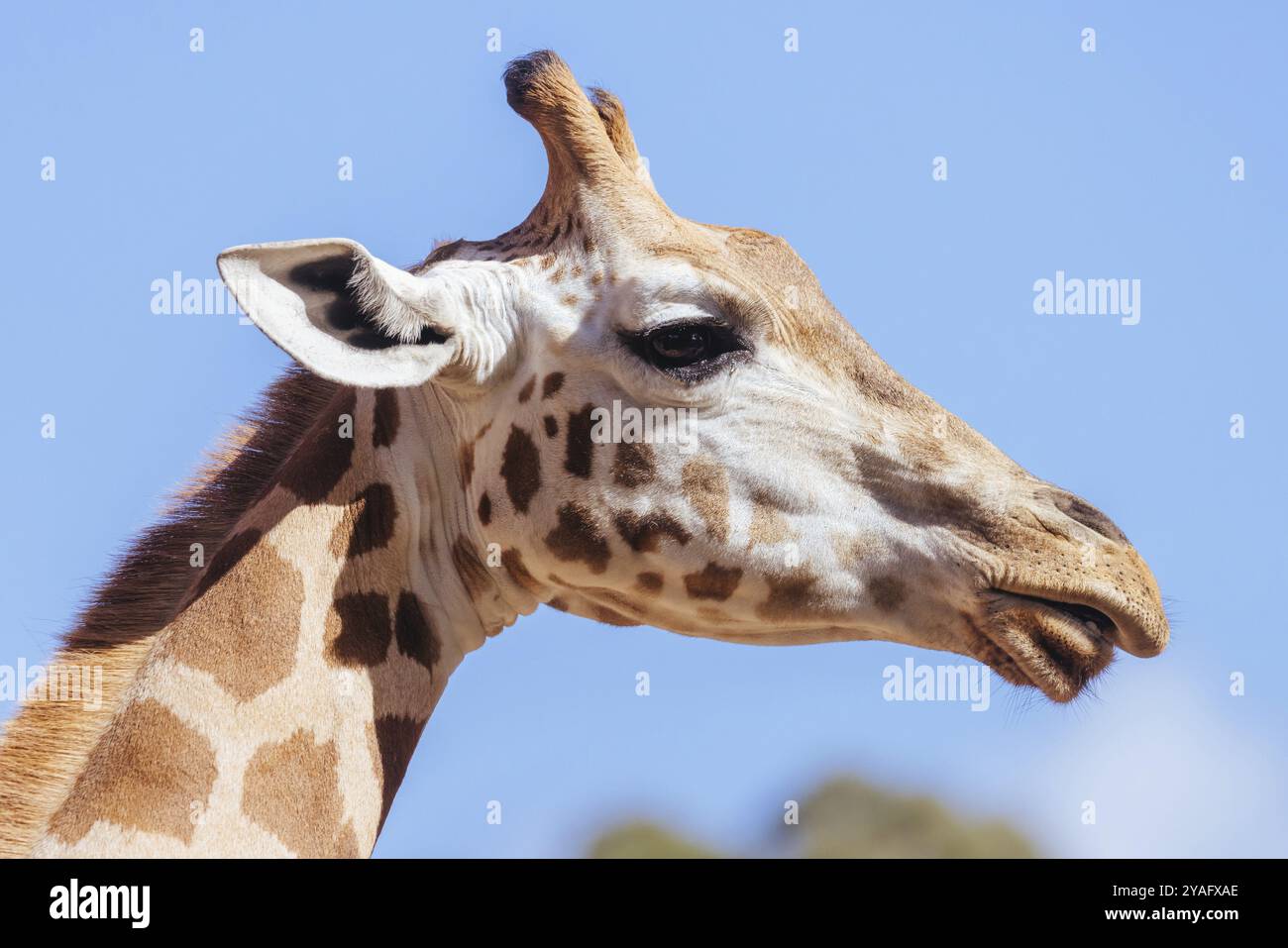 Giraffe in captivity in a zoo in Australia Stock Photo - Alamy