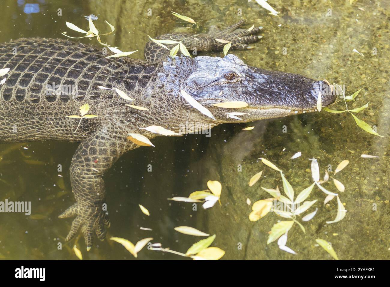 An American Alligator in a zoo in Australia Stock Photo - Alamy