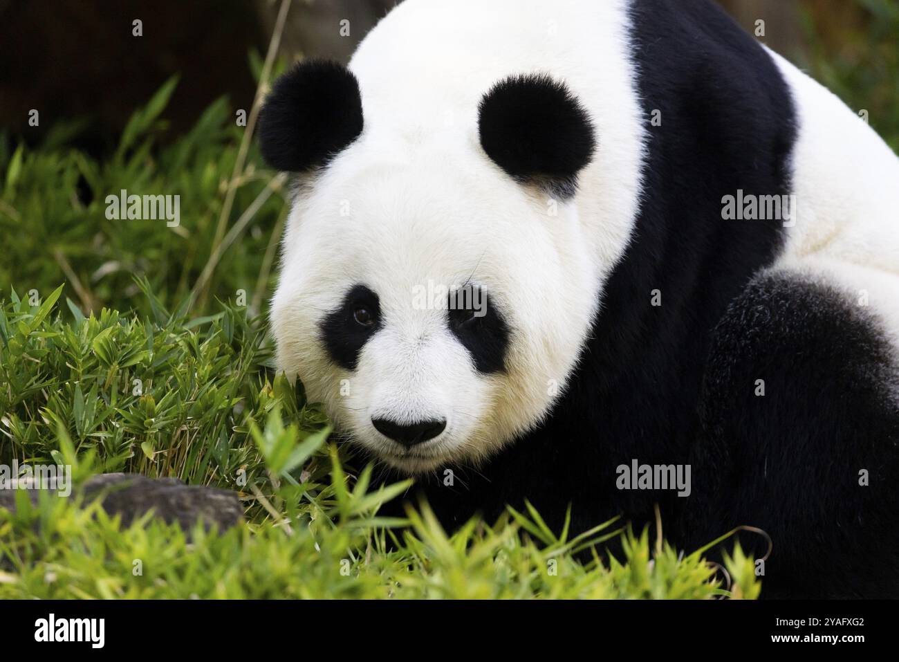 Giant Panda in a zoo environment in Australia Stock Photo - Alamy