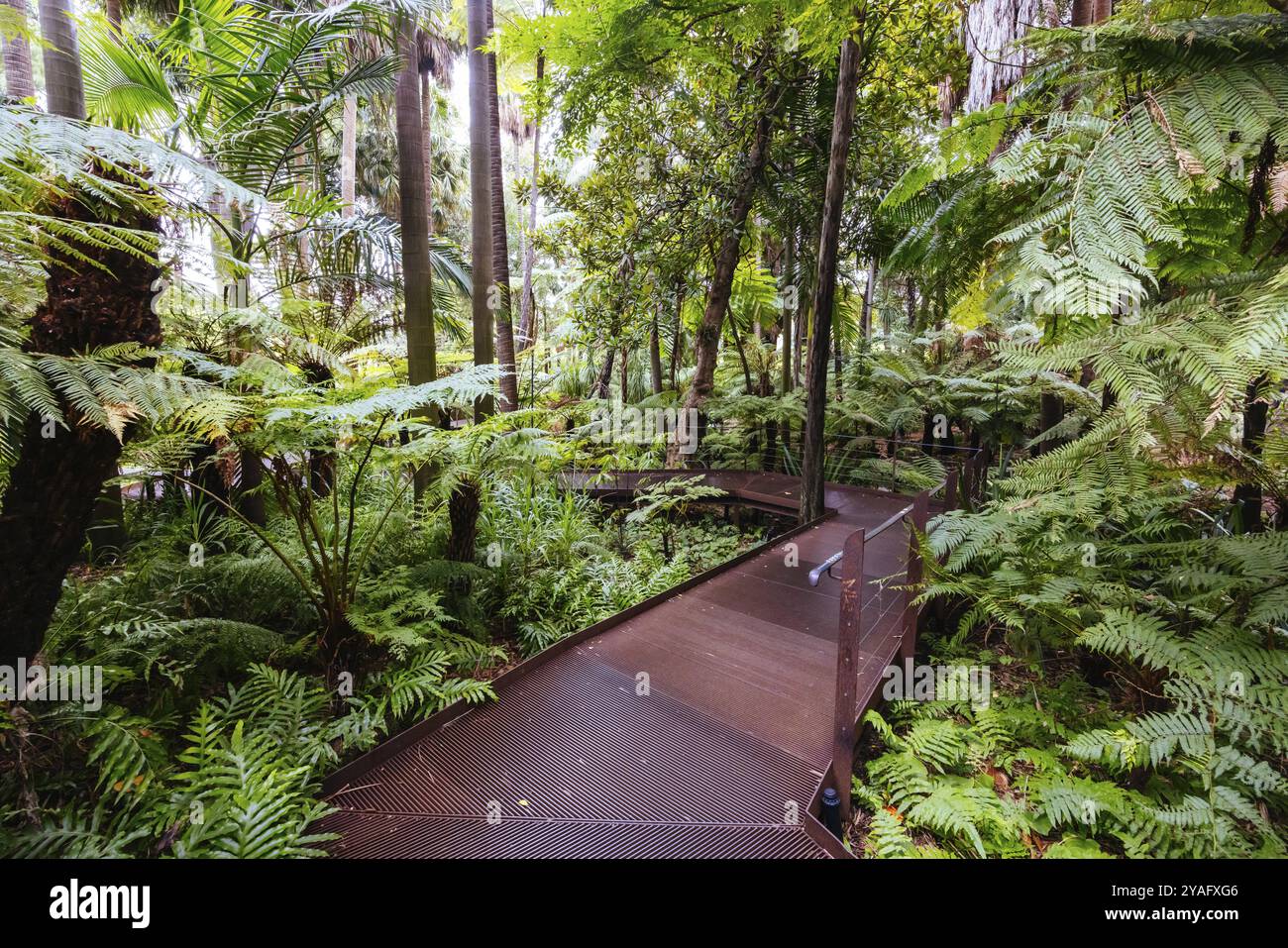 Fern Gully at Royal Botanic Gardens Victoria on a cool autumn morning ...