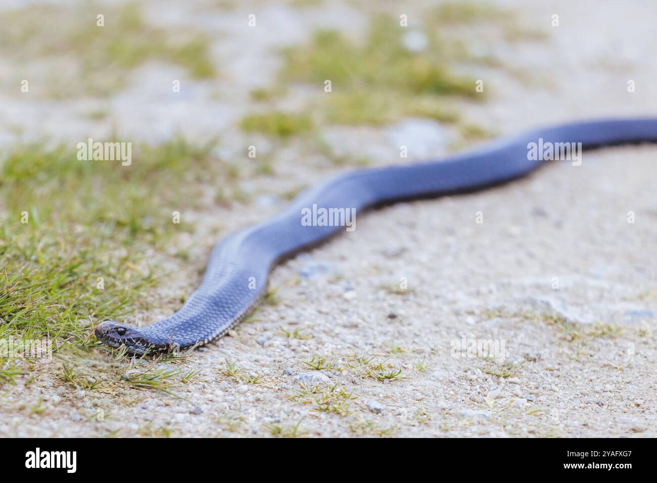 A Highlands Copperhead snake seen in summer on Cascades Trail at ...
