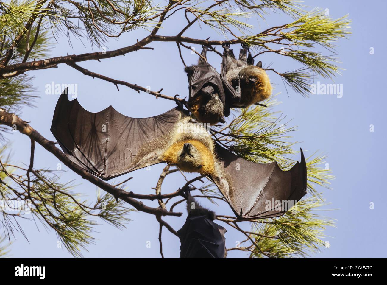 Flying Fox colony in trees in the city of Adelaide in South Australia ...