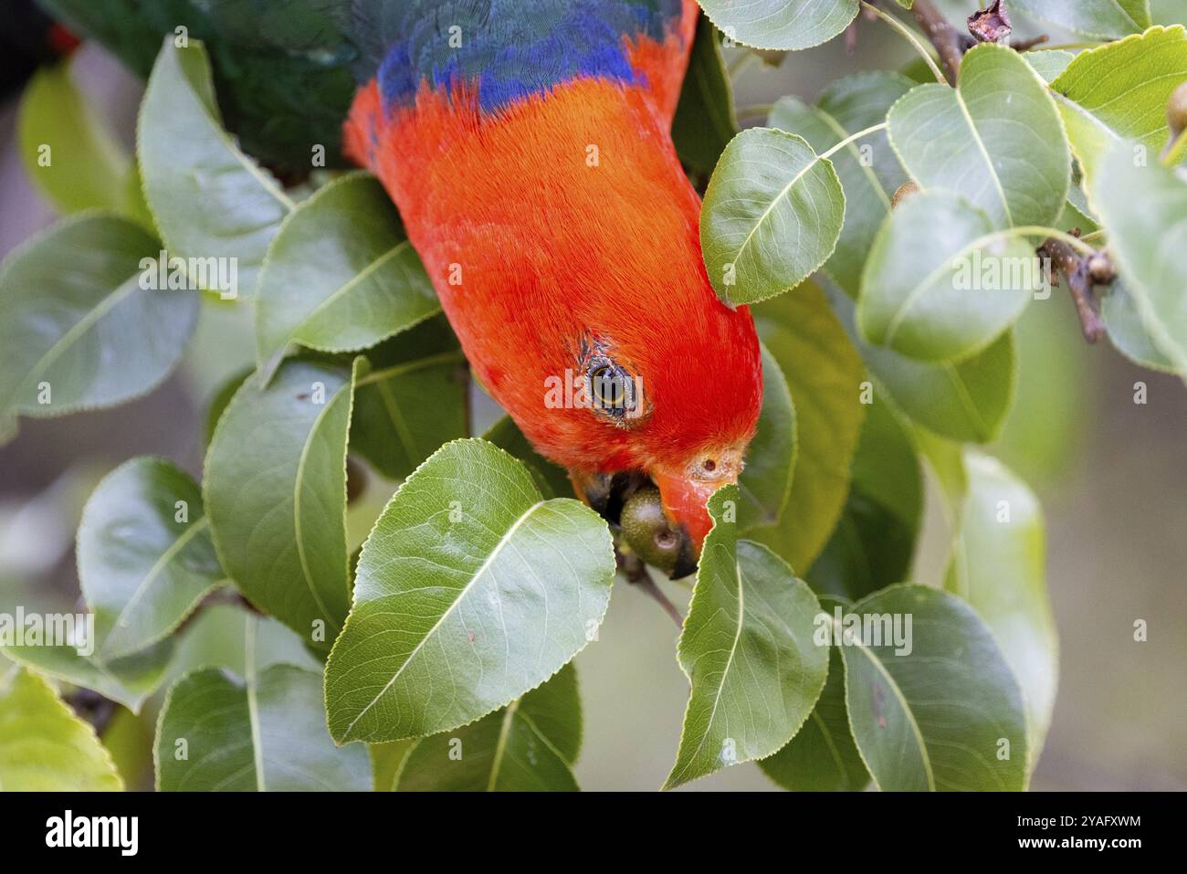Australian King Parrot eating tree fruit in Melbourne, Victoria ...