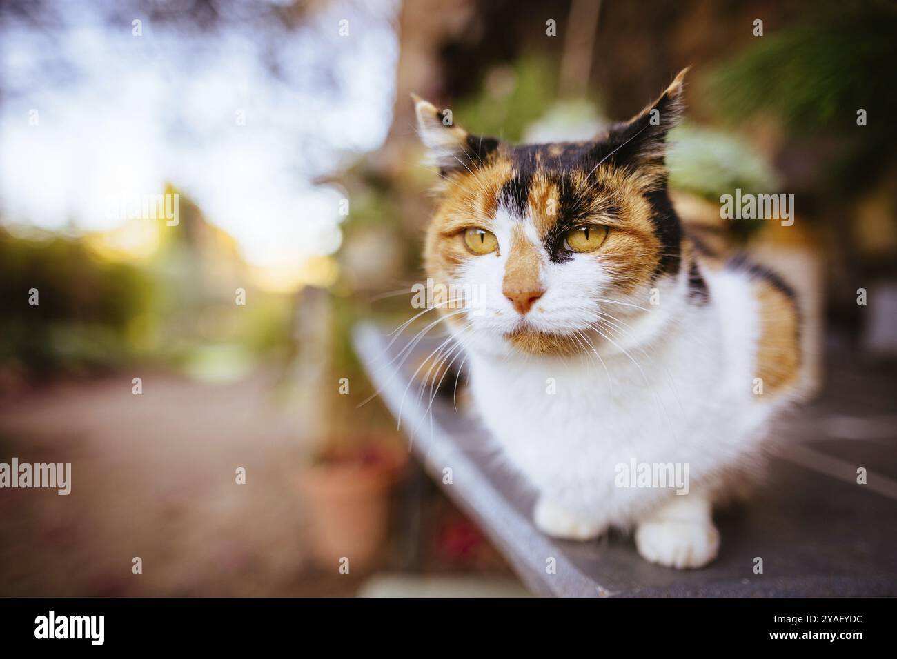 Victoria poses at hi-res stock photography and images - Alamy