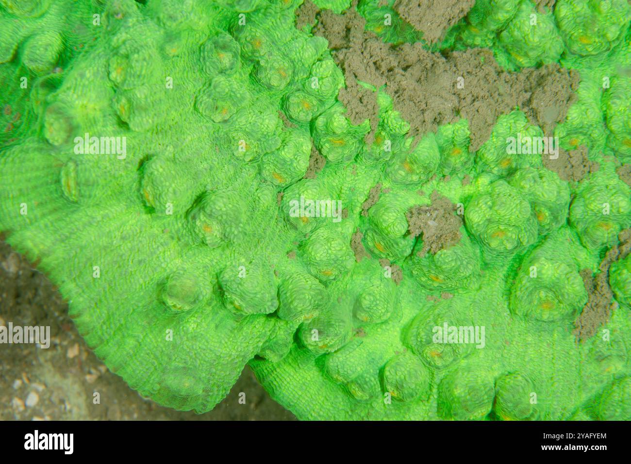 Chinese Lettuce Coral, Mycedium elephantotus, Dili Rock East dive site ...